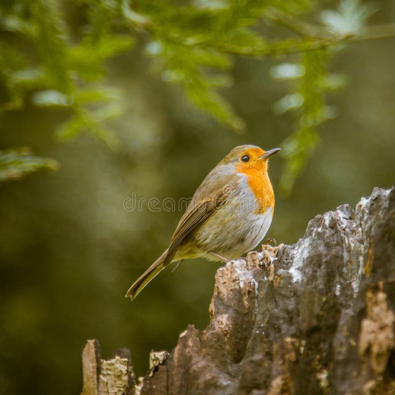 A Beautiful Robin Singing in the Park Stock Photo - Image of season ...