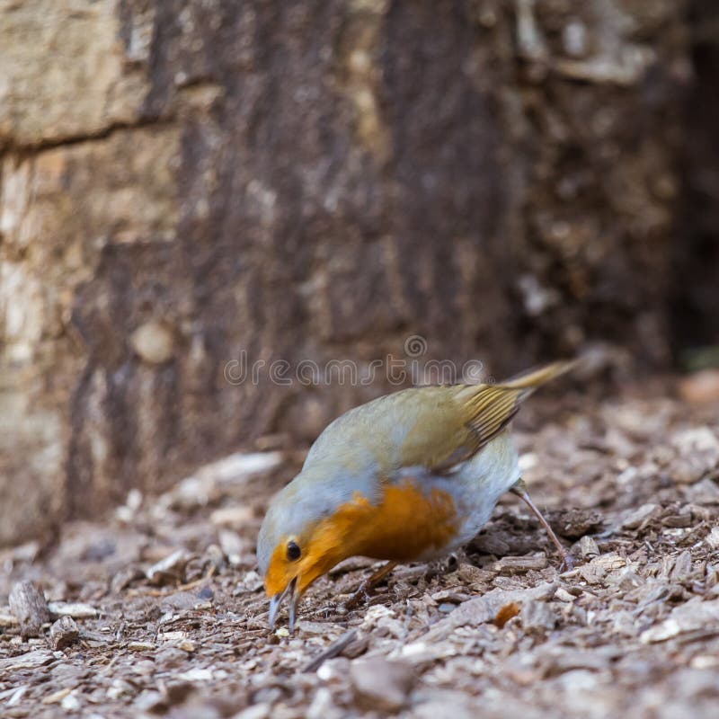 A Beautiful Robin Singing in the Park Stock Image - Image of green ...