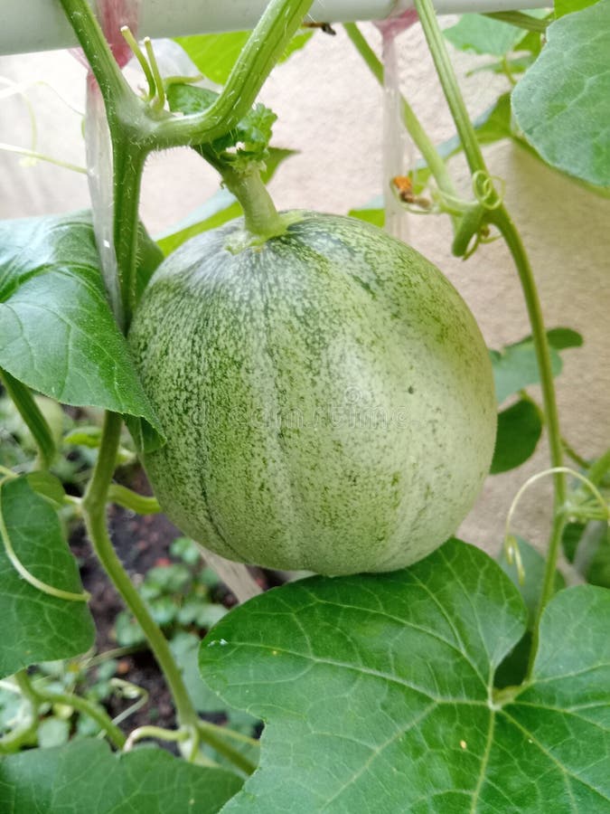Beautiful Rock Melon Fruit stock photo. Image of garden - 226945980