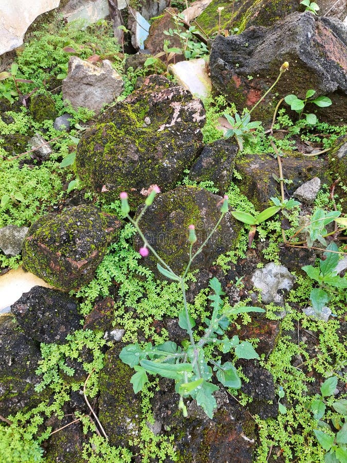 Beautiful Rocks Overgrown with Lush Flowers Stock Photo - Image of tree ...