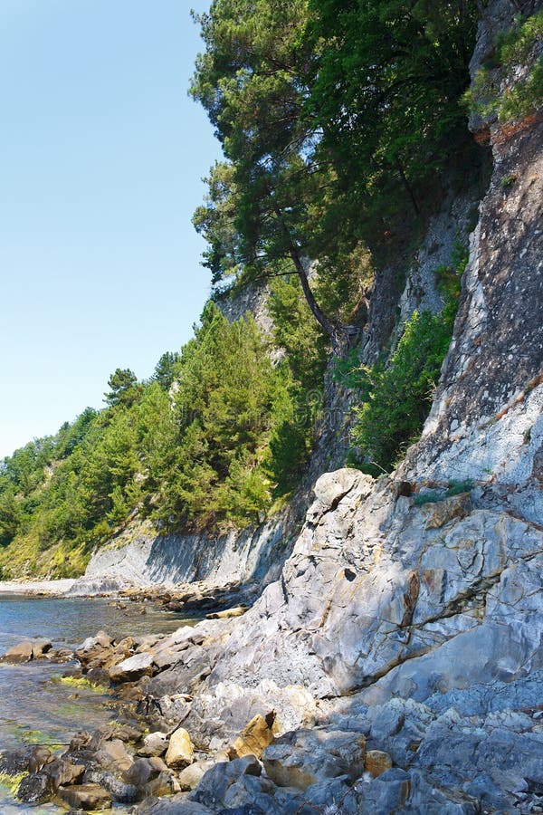 Beautiful Rocky Beach with Pine Trees on Rocks Stock Image - Image of ...