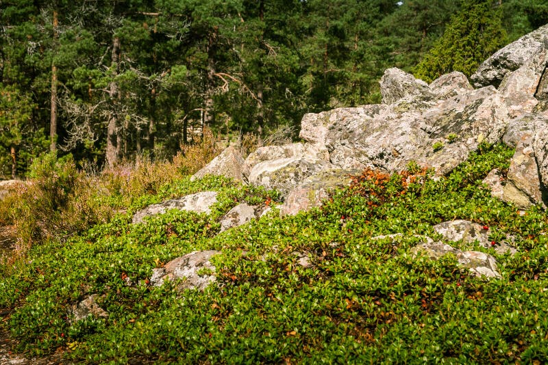 A Beautiful Rocky Forest Landscape in Finland Stock Photo - Image of ...