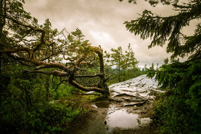 A Beautiful Rocky Forest Landscape in Finland Stock Image - Image of ...