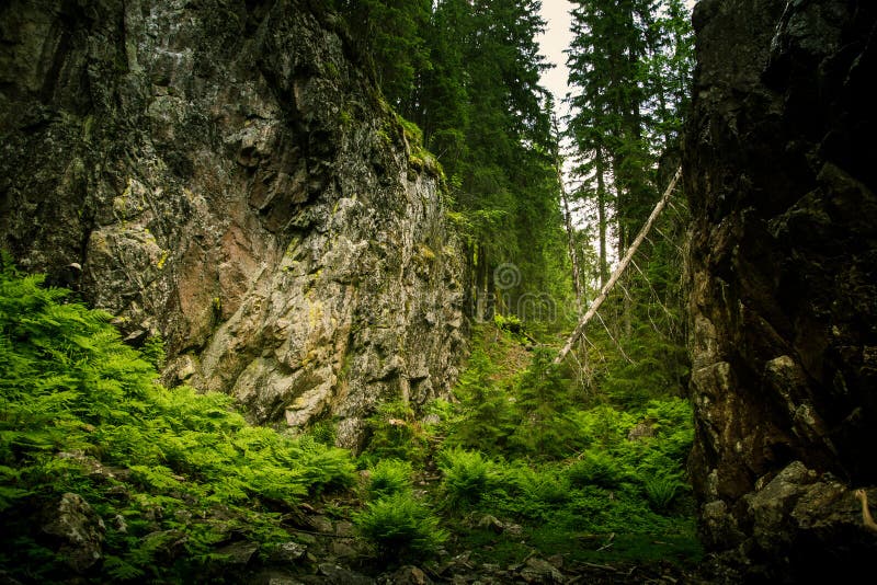 A Beautiful Rocky Forest Landscape in Finland Stock Photo - Image of ...