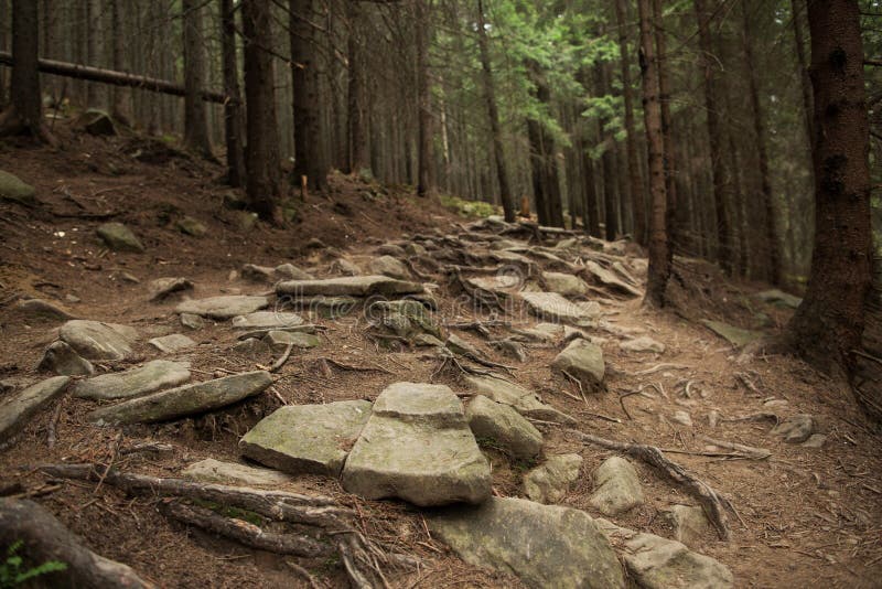 Beautiful Rocky Path in Pine Forest. Travel Concept Stock Image - Image ...