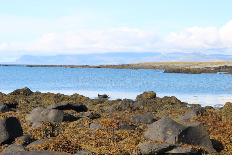 Beautiful Rocky Shore in Iceland Stock Photo - Image of scenic, rocky ...