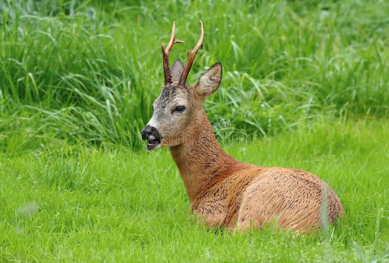 Beautiful Roe Deer Buck during Rain Stock Image - Image of animal ...