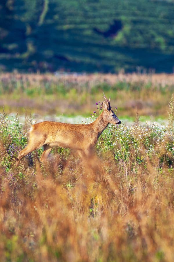 Beautiful Roe Deer Buck Walking on a Flowering Summer Meadow Stock ...