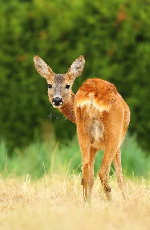 Deer female portrait stock image. Image of hart, mammal - 50992395
