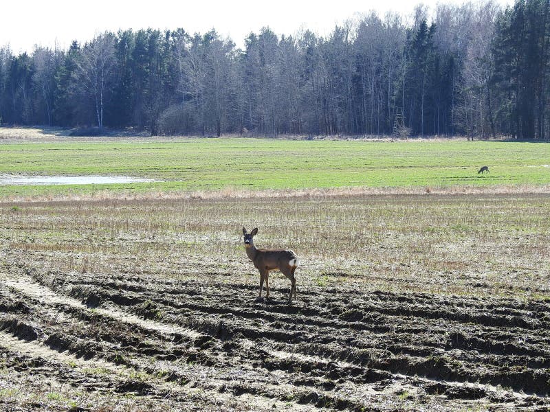 Beautiful Roe Deer in Spring Field, Lithuania Stock Image - Image of ...