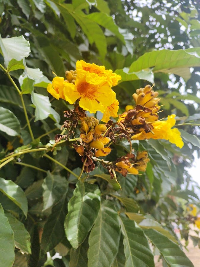 A Beautiful Rohida Flower 🌺🌻🌹🌷 Stock Image - Image of yellow, plant ...