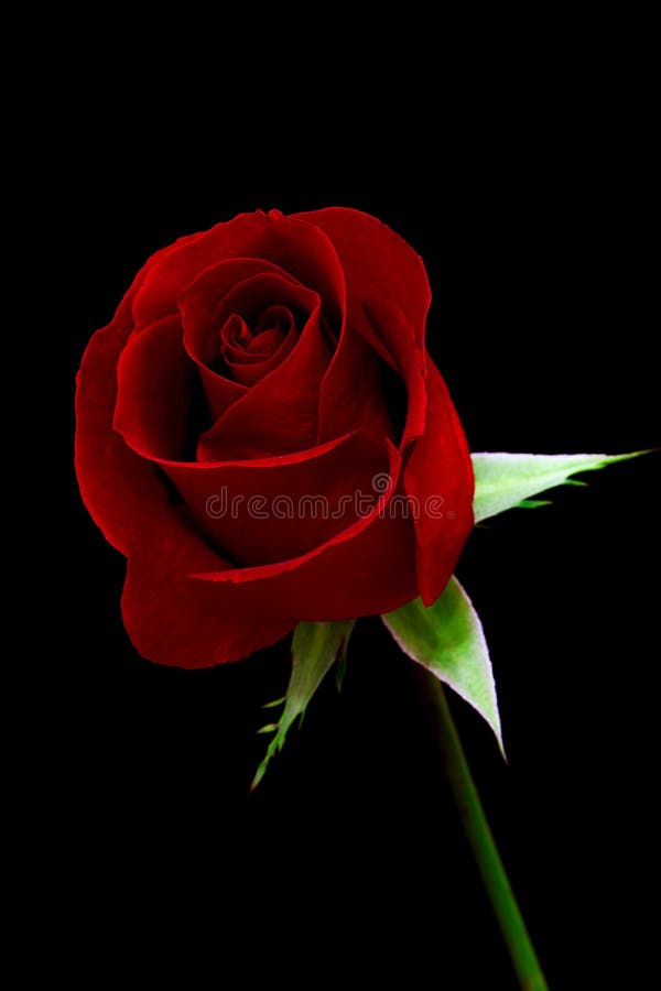 Beautiful Romantic Red Rose Against Dark Background Stock Image - Image ...