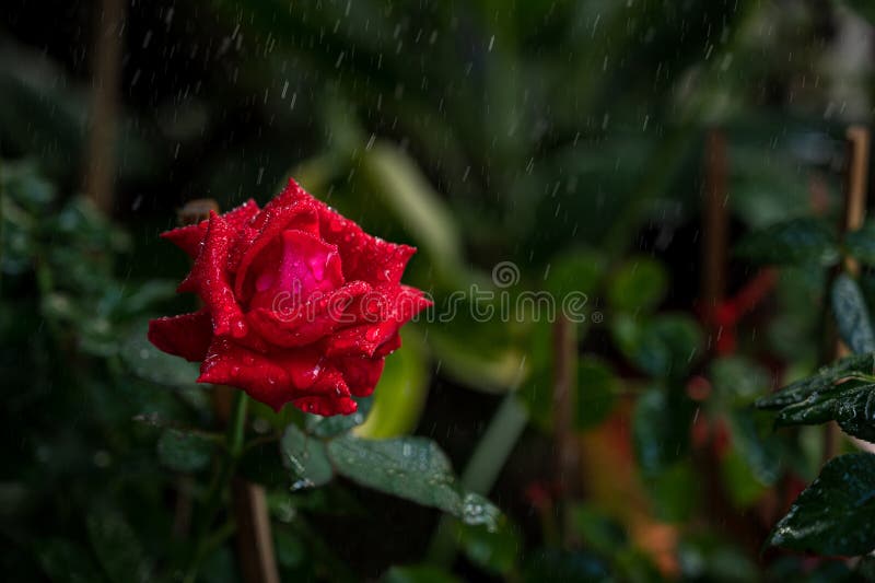 Beautiful Romantic Red Rose in the Rain Stock Image - Image of color ...