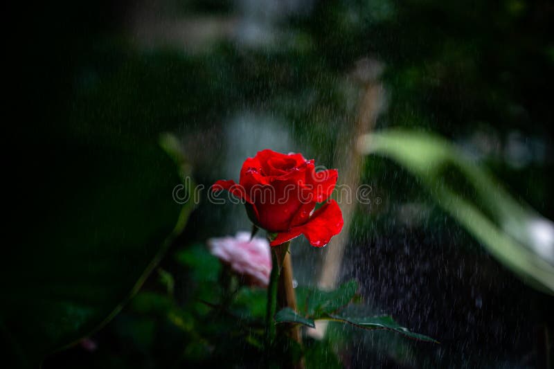Beautiful Romantic Red Rose in the Rain Stock Image - Image of fragrant ...