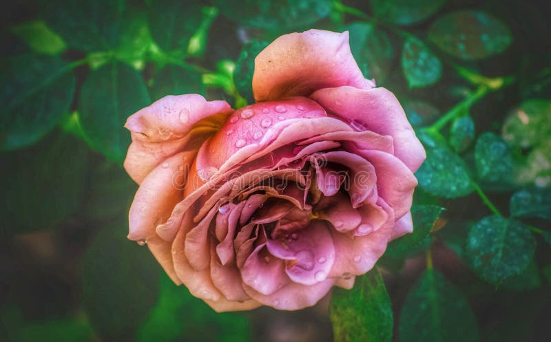 Beautiful, Romantic rose stock photo. Image of waterdrops - 247085240