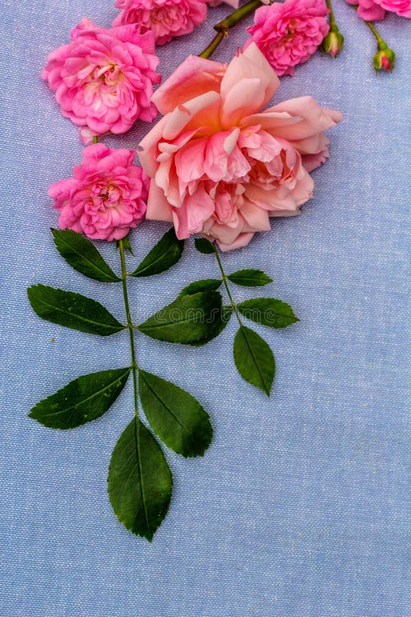 Beautiful, Romantic Rosy Frame Background Stock Image - Image of light ...