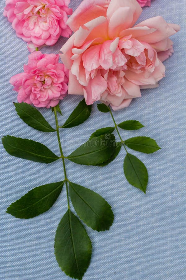 Beautiful, Romantic Rosy Background Stock Image - Image of material ...