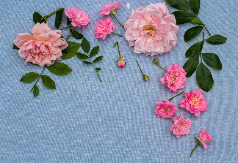 Beautiful, Romantic Rosy Background Stock Image - Image of abstract ...