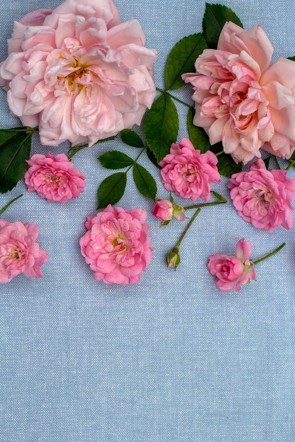 Beautiful, Romantic Rosy Background Stock Photo - Image of leaves, blue ...