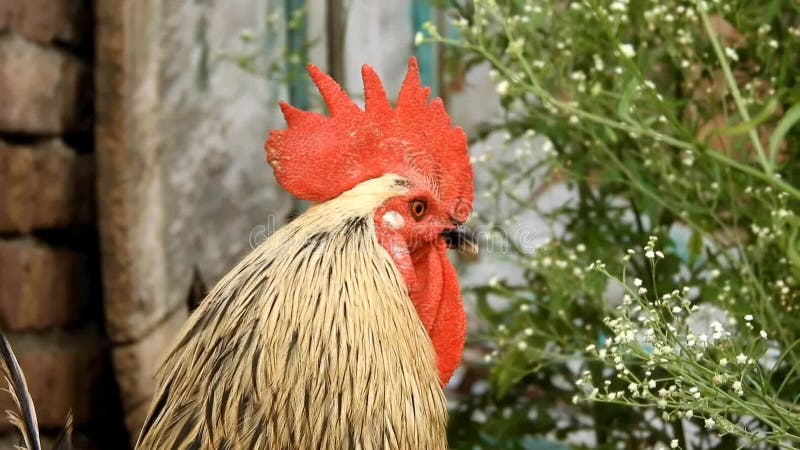 Rooster with red comb stock video. Video of crown, indian - 255884591