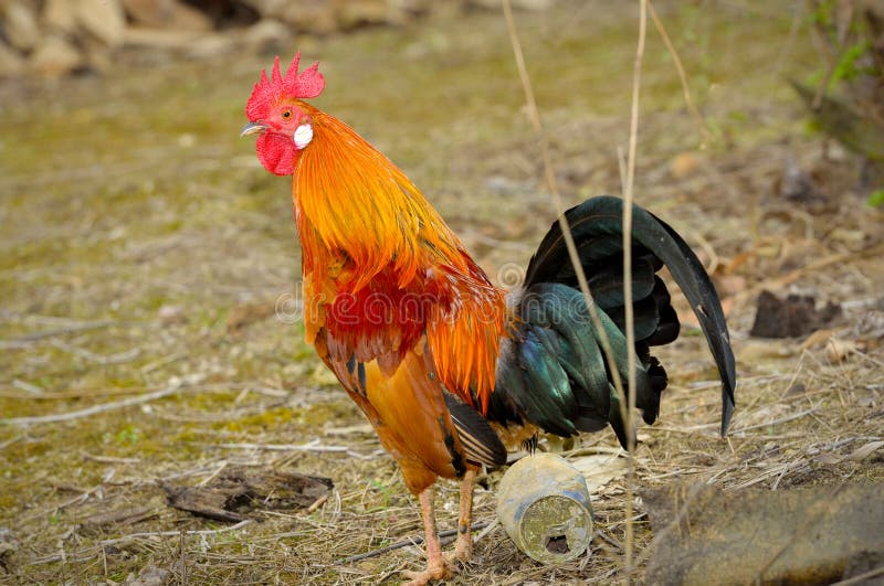 Beautiful chicken stock image. Image of feather, farming - 25710327