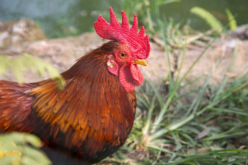 Beautiful rooster. stock photo. Image of fowl, nature - 45720496