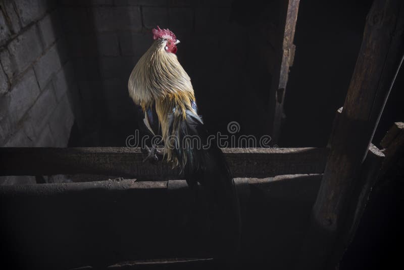 Beautiful Rooster in the Dark Top View Stock Image - Image of chick ...