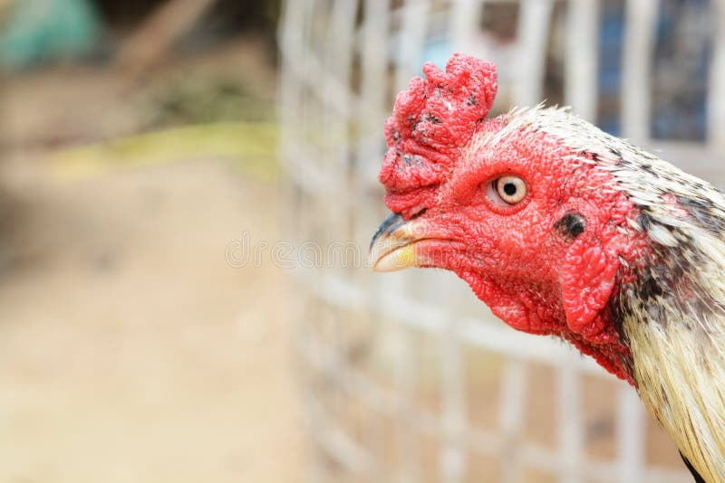 Rooster face stock image. Image of face, beautiful, grand - 50111481