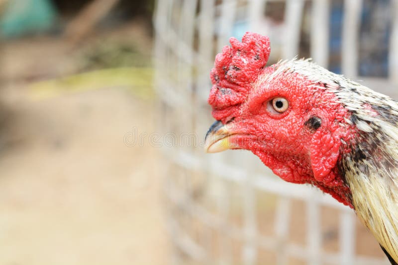 Rooster face stock photo. Image of chicken, farm, beak - 21233924