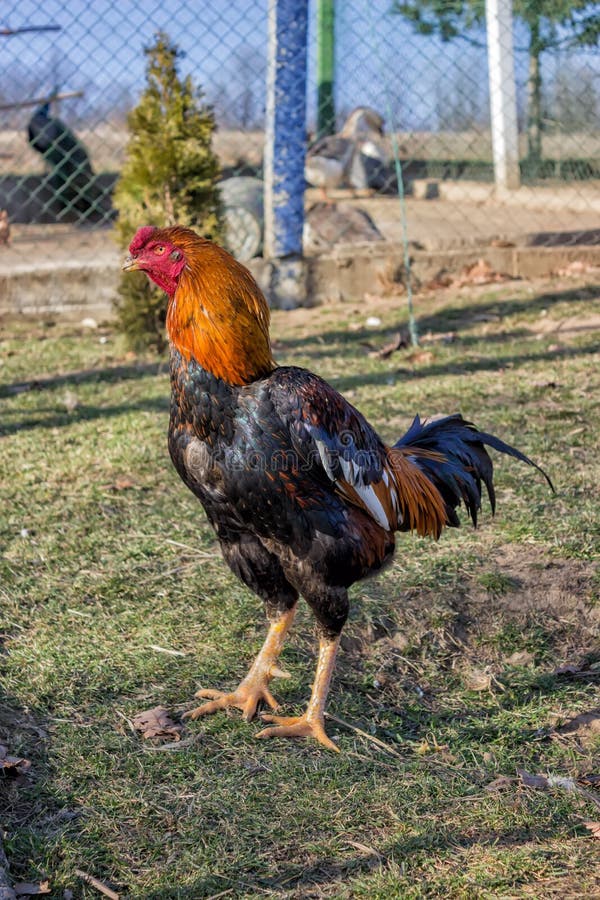 Beautiful Rooster in Front of the Henhouse Stock Image - Image of cluck ...