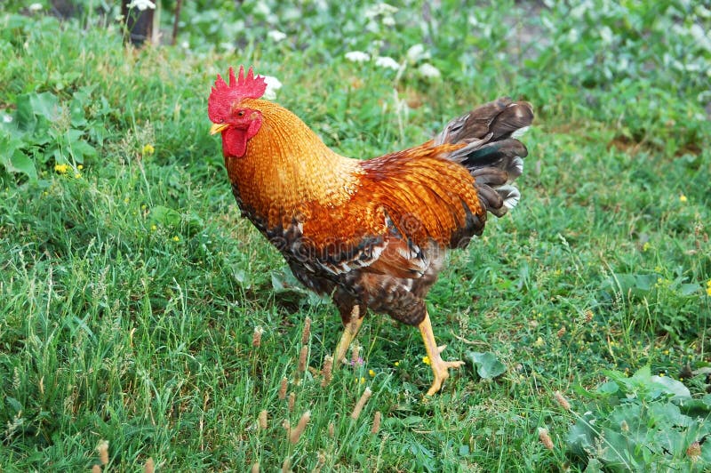 Beautiful rooster in grass stock image. Image of habitat - 85937511