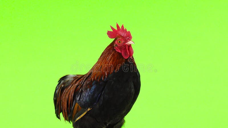 Rooster on a Green Screen Looking in Different Directions. Stock Video ...