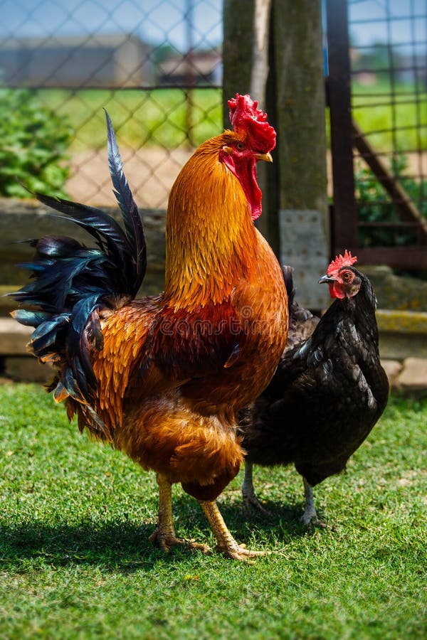 Beautiful Rooster and Hen in Love Stock Image - Image of summer ...