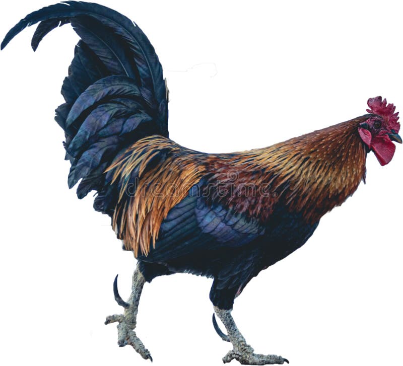 247 Side Profile Beautiful Rooster Stock Photos - Free & Royalty-Free ...