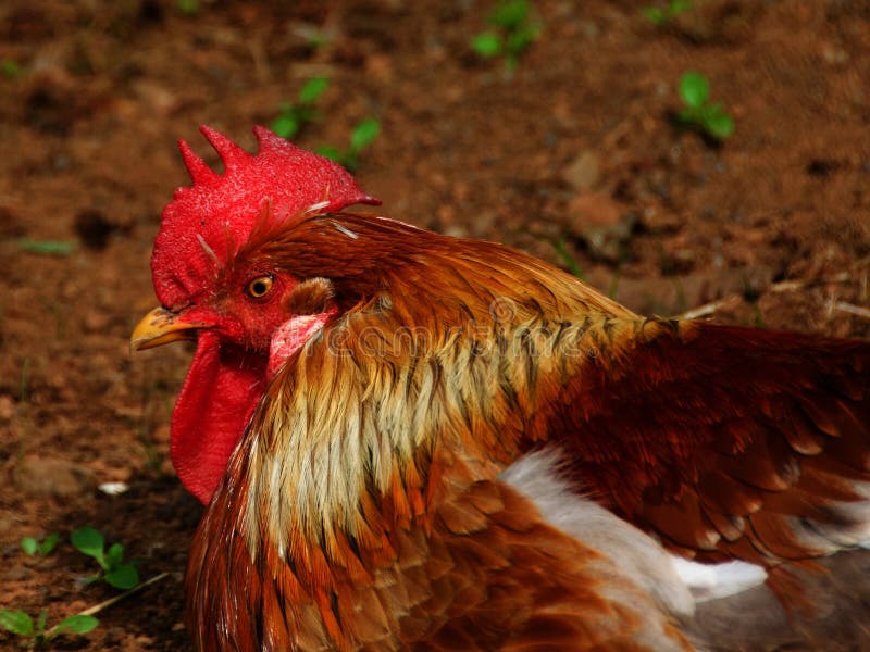 The Beautiful Rooster with Its Red Crown Lying on the Ground Stock ...
