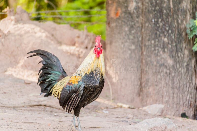 Beautiful Male Peacock Close-up Portrait. Horizontal. Stock Image ...