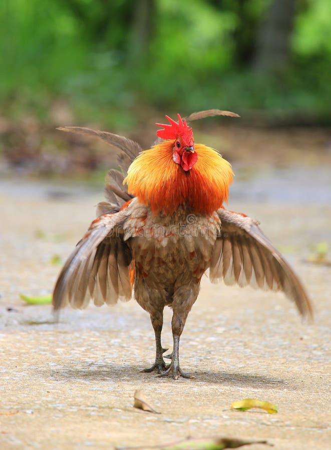 Beautiful or Rooster Sitting on the Fence in Nepalese Village Stock ...