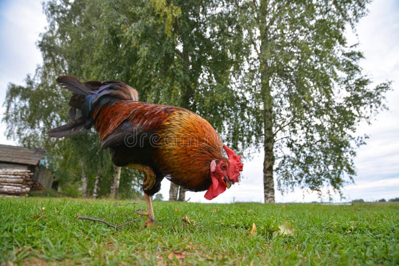 Rooster Standing On One Leg Stock Image - Image of beauty, closeup ...