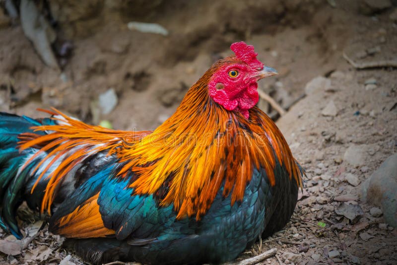 Beautiful rooster stock photo. Image of farm, feathered - 40743812