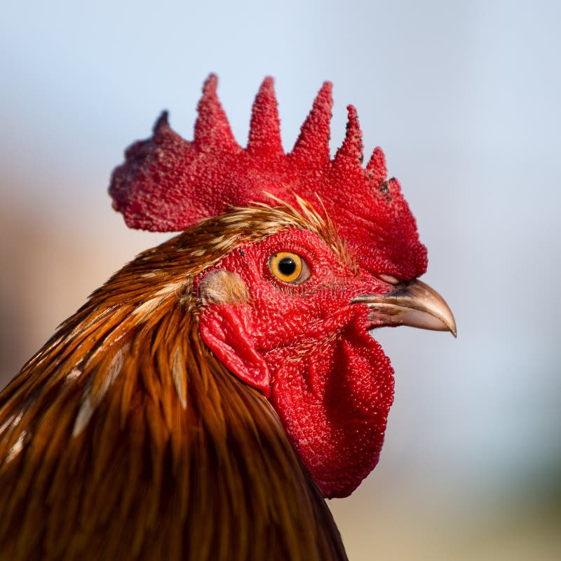 Rooster Face Images - Download 1,300 Royalty Free Photos - Page 5