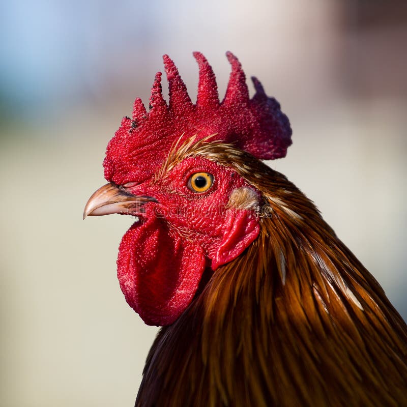 Beautiful rooster stock image. Image of grand, early - 43459743