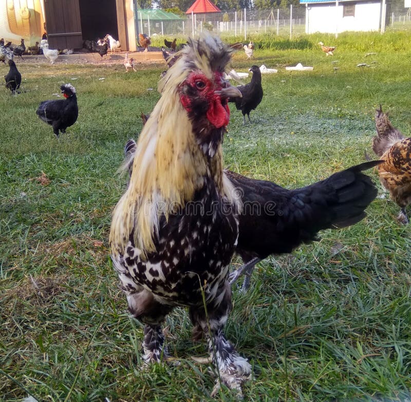Rooster Stands on a Fence on a Background of Sunrise Stock Photo ...