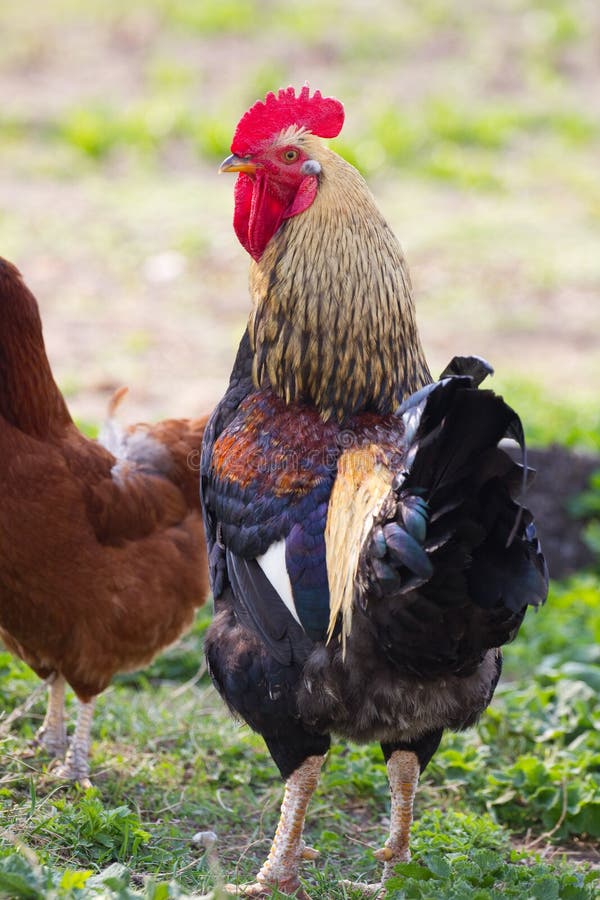 Cockerel stock photo. Image of cockrels, cockrel, animals - 1446066