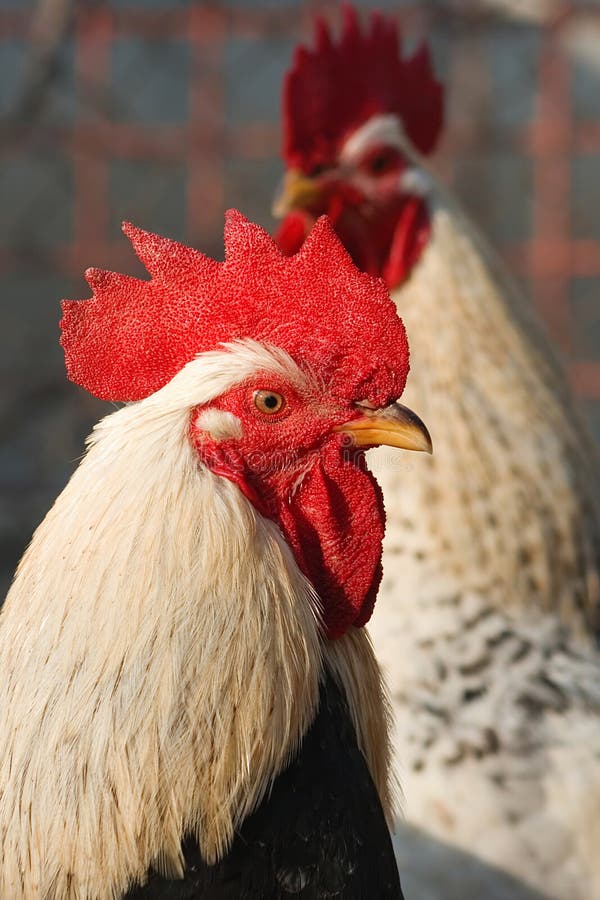 Beautiful Roosters Sitting the Sun Stock Image - Image of farm, singing ...