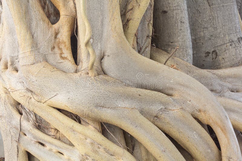 Beautiful root pattern. stock photo. Image of branch - 54982152