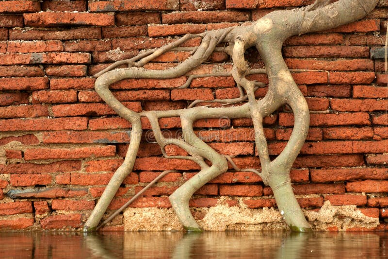 Beautiful Root Texture at Wall . Stock Image - Image of plant, earth ...