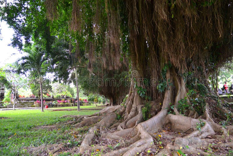 Beautiful Root of the Tree stock photo. Image of view - 73482358