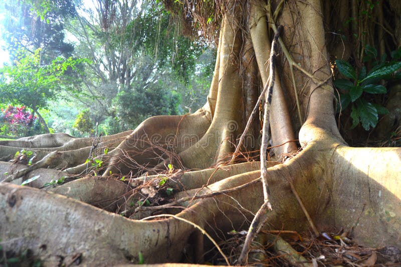 Beautiful Root of the Tree stock image. Image of plant - 73482429