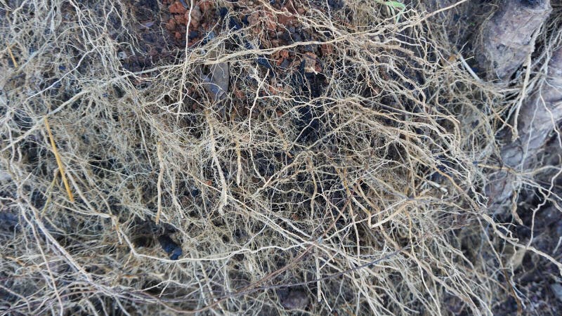 Beautiful Roots for Background Stock Image - Image of roots, nature ...