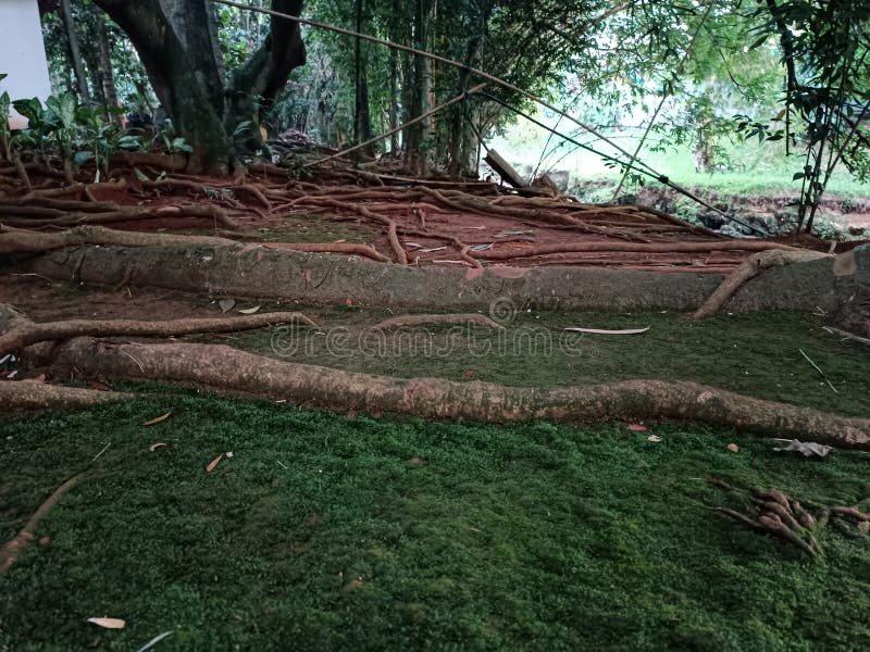 Beautiful Roots, and Lots of Uniqueness Stock Photo - Image of ...